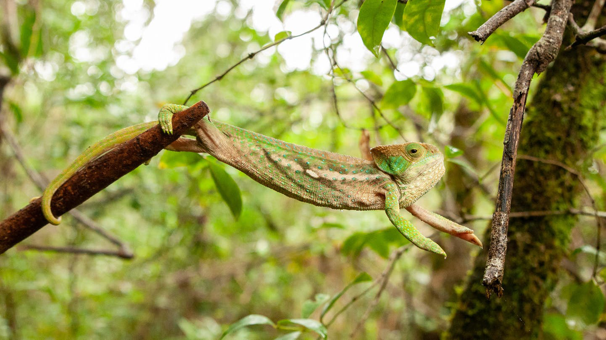 Les 10 plus beaux espaces naturels à voir à Madagascar | Evaneos