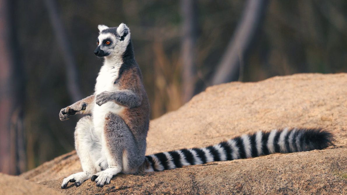 Les 10 plus beaux espaces naturels à voir à Madagascar | Evaneos