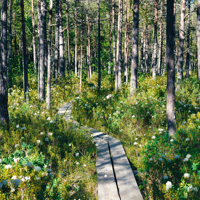 Pays baltes : quelle capitale choisir ? | Evaneos