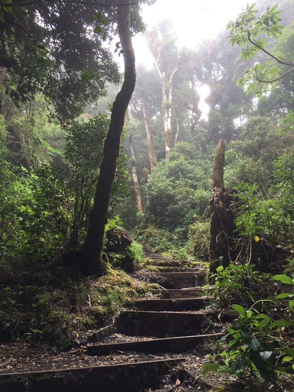 Les randonnées secrètes dans la jungle au Costa Rica | Evaneos