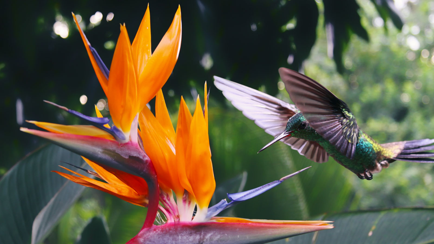 Les animaux emblématiques du Costa Rica | Evaneos