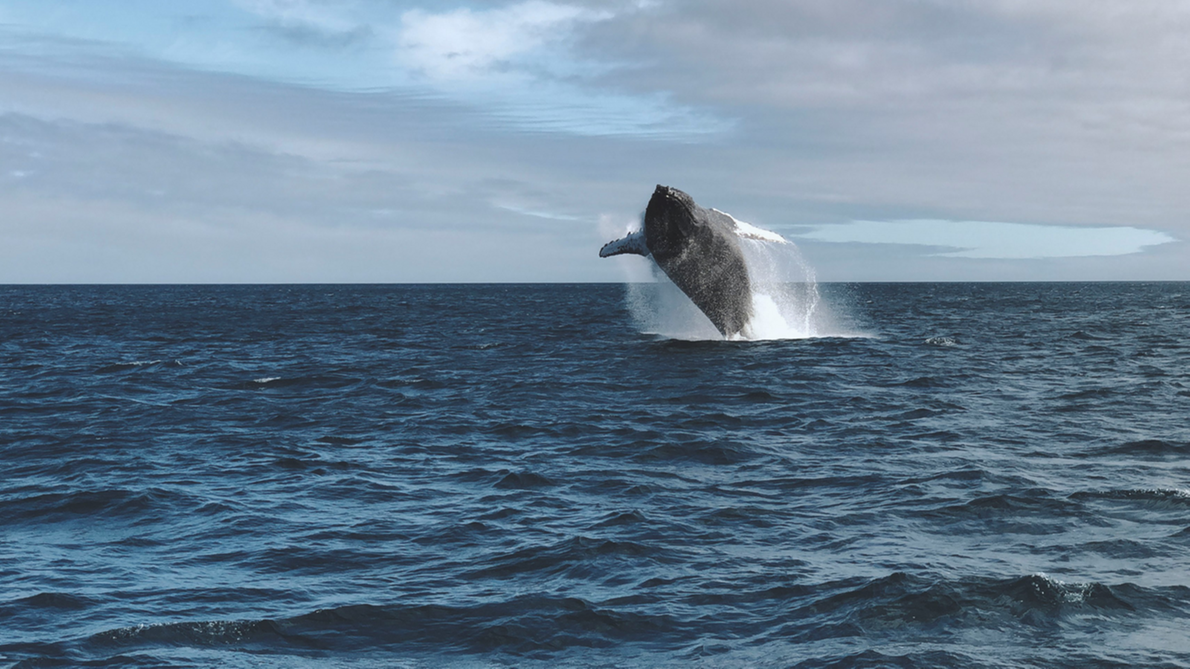 10 animaux à observer en Équateur | Evaneos