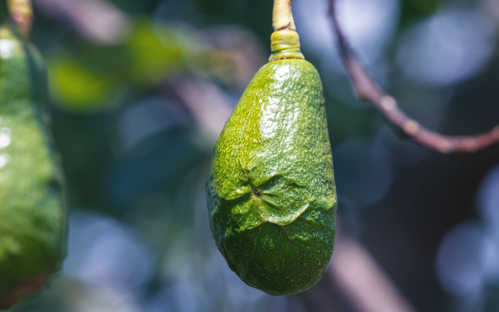 Learn about the daily lives of Costa Rica's farmers | Evaneos