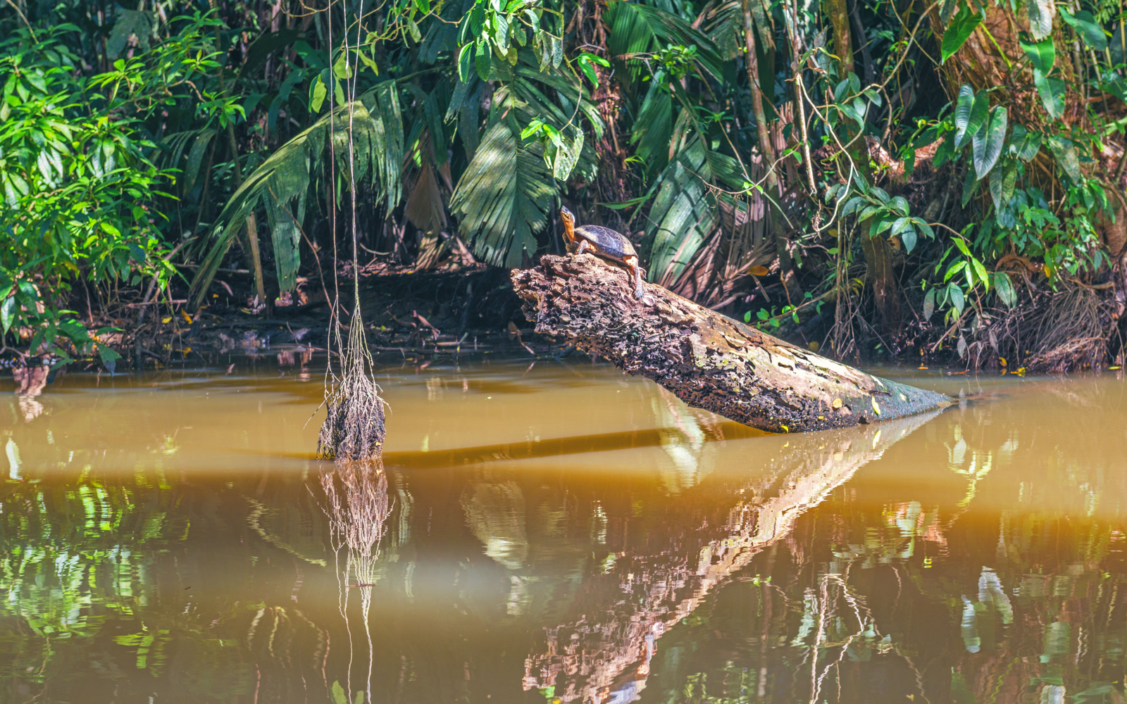 Osservare la ricchezza della flora locale | Evaneos