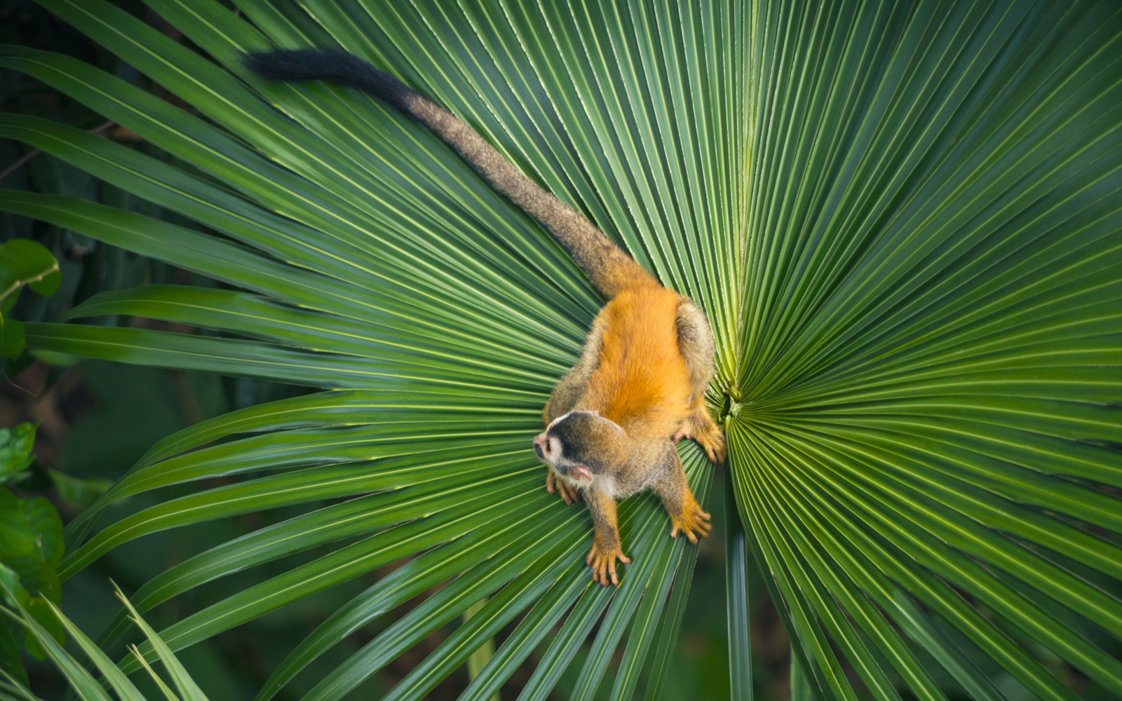 Observer les animaux exotiques qui peuplent les parcs costariciens ...