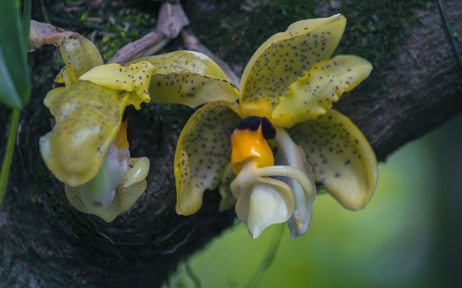 Osservare la ricchezza della flora locale | Evaneos
