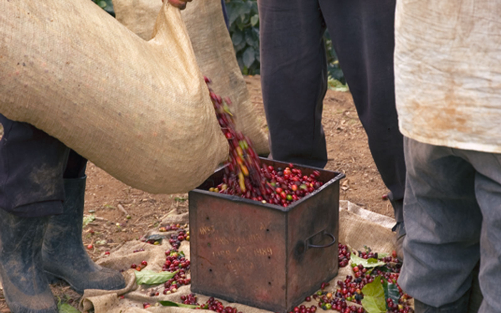 Learn about the daily lives of Costa Rica's farmers | Evaneos