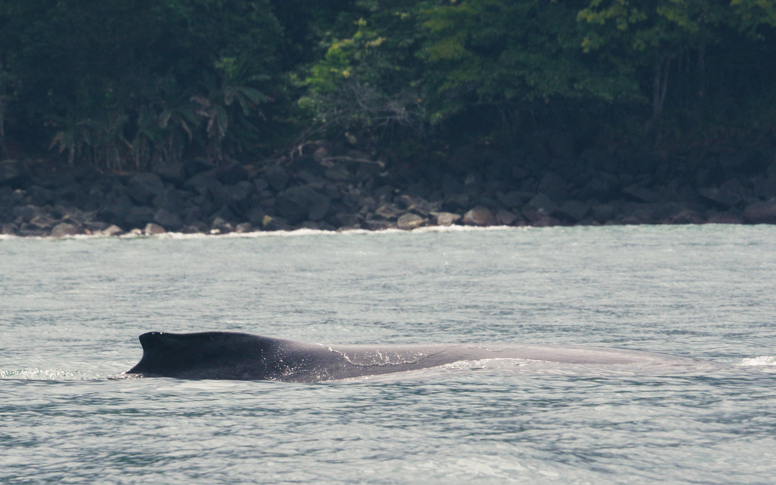 Discover Costa Rica's marine life | Evaneos