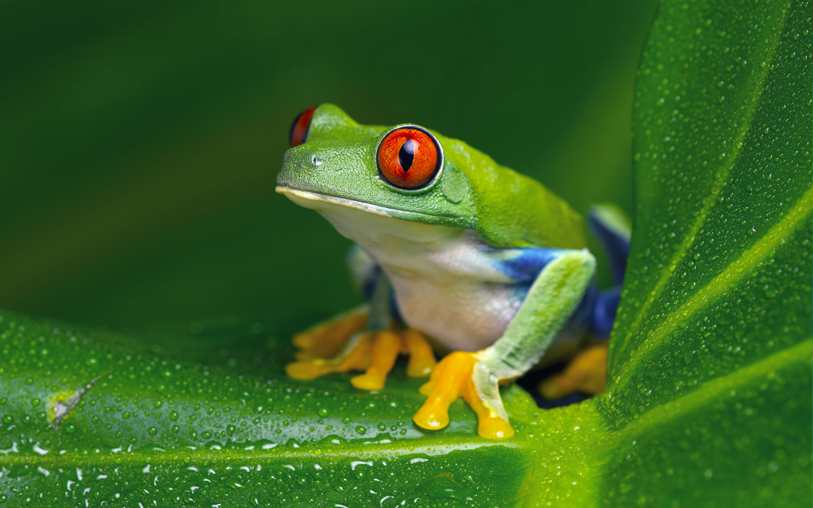 Observe exotic animals in Costa Rica's national parks | Evaneos