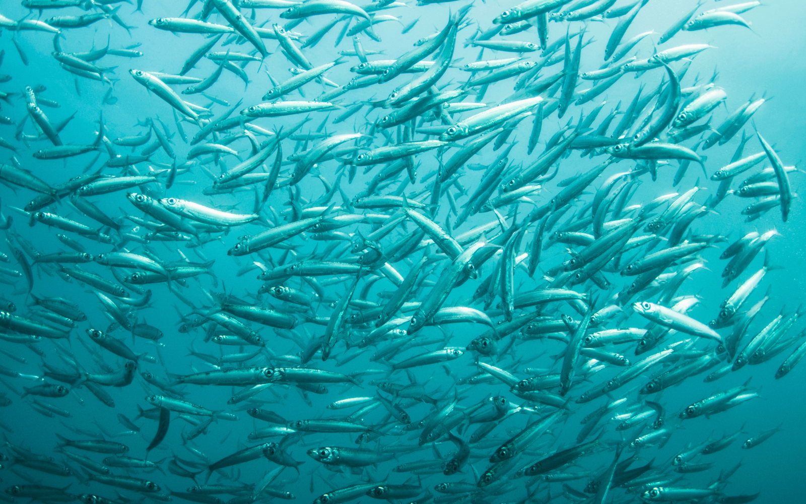 Watch the Sardine Run along South Africa's eastern coast | Evaneos