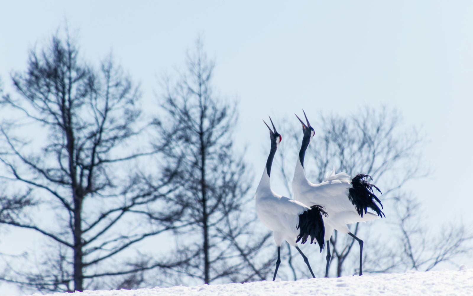 Explore the Japanese wilderness in Hokkaido | Evaneos