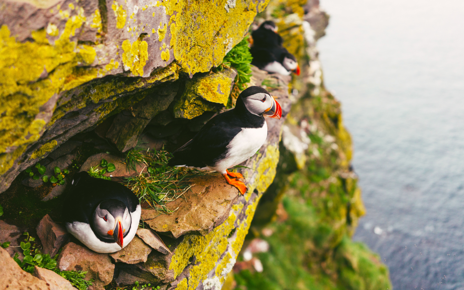 Admire the birds living on the Látrabjarg cliffs | Evaneos