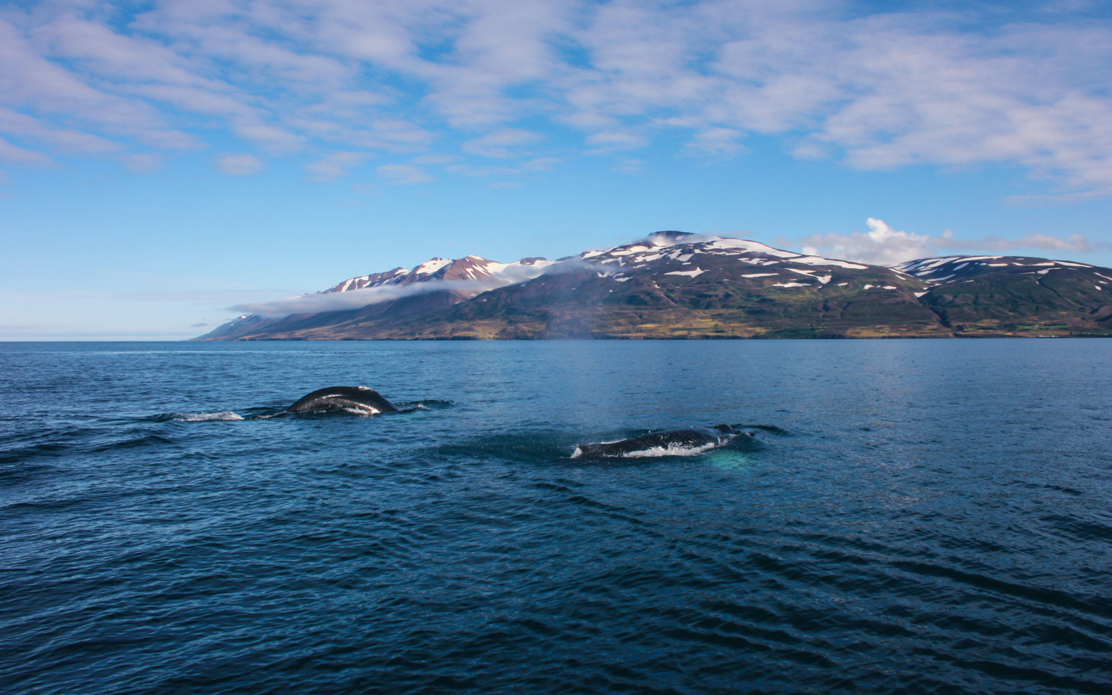 Meet the whales along the Icelandic coast | Evaneos