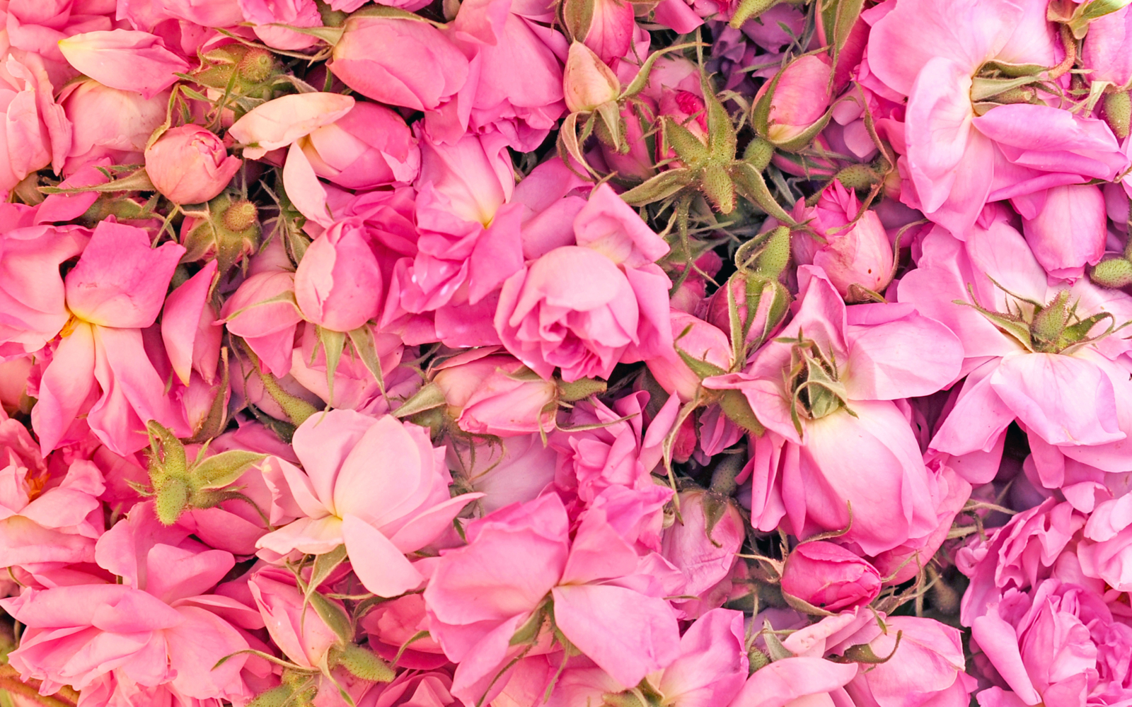 Immerse yourself in the Valley of the Roses | Evaneos