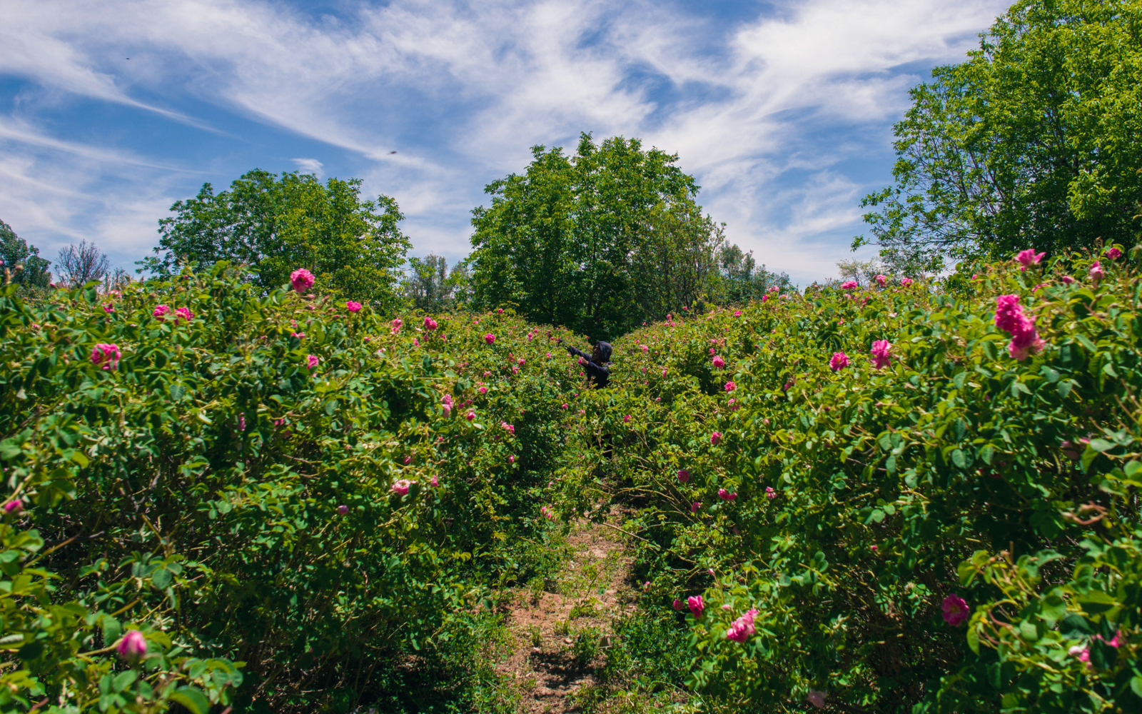 Immerse yourself in the Valley of the Roses | Evaneos