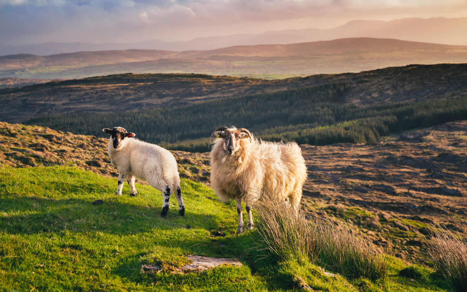 Observe Ireland's wildlife | Evaneos