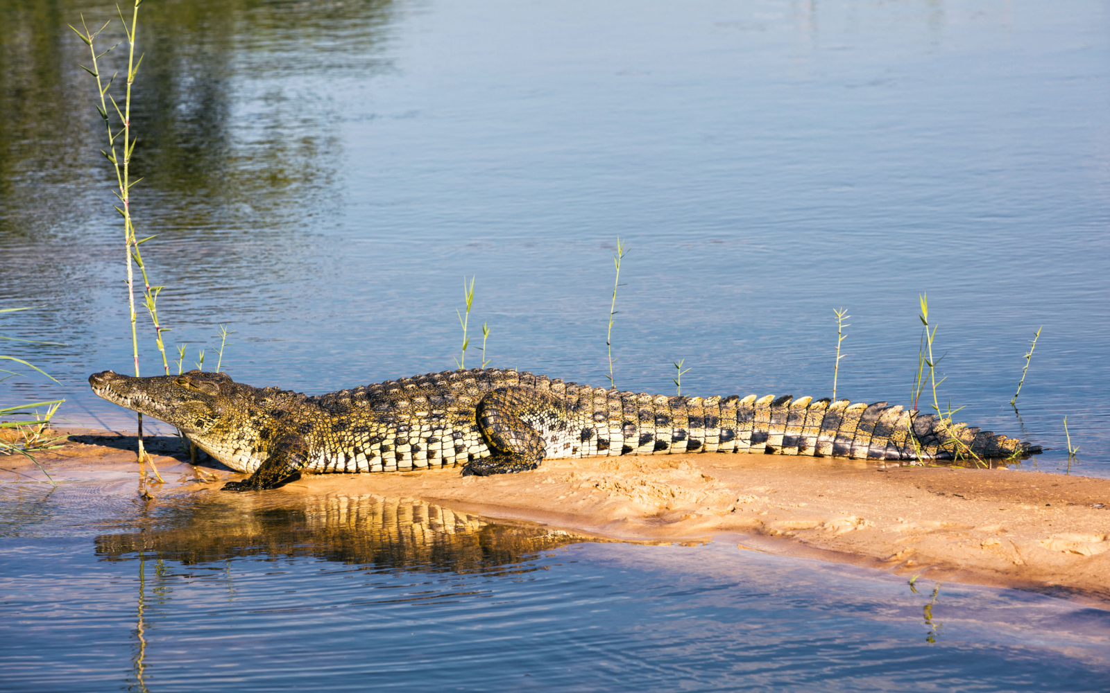 Flusspferd- und Krokodilbeobachtung im Caprivi-Streifen | Evaneos