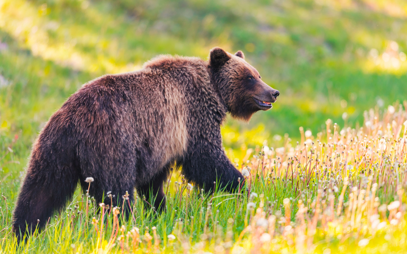 Partir à la recherche des animaux emblématiques du Canada | Evaneos