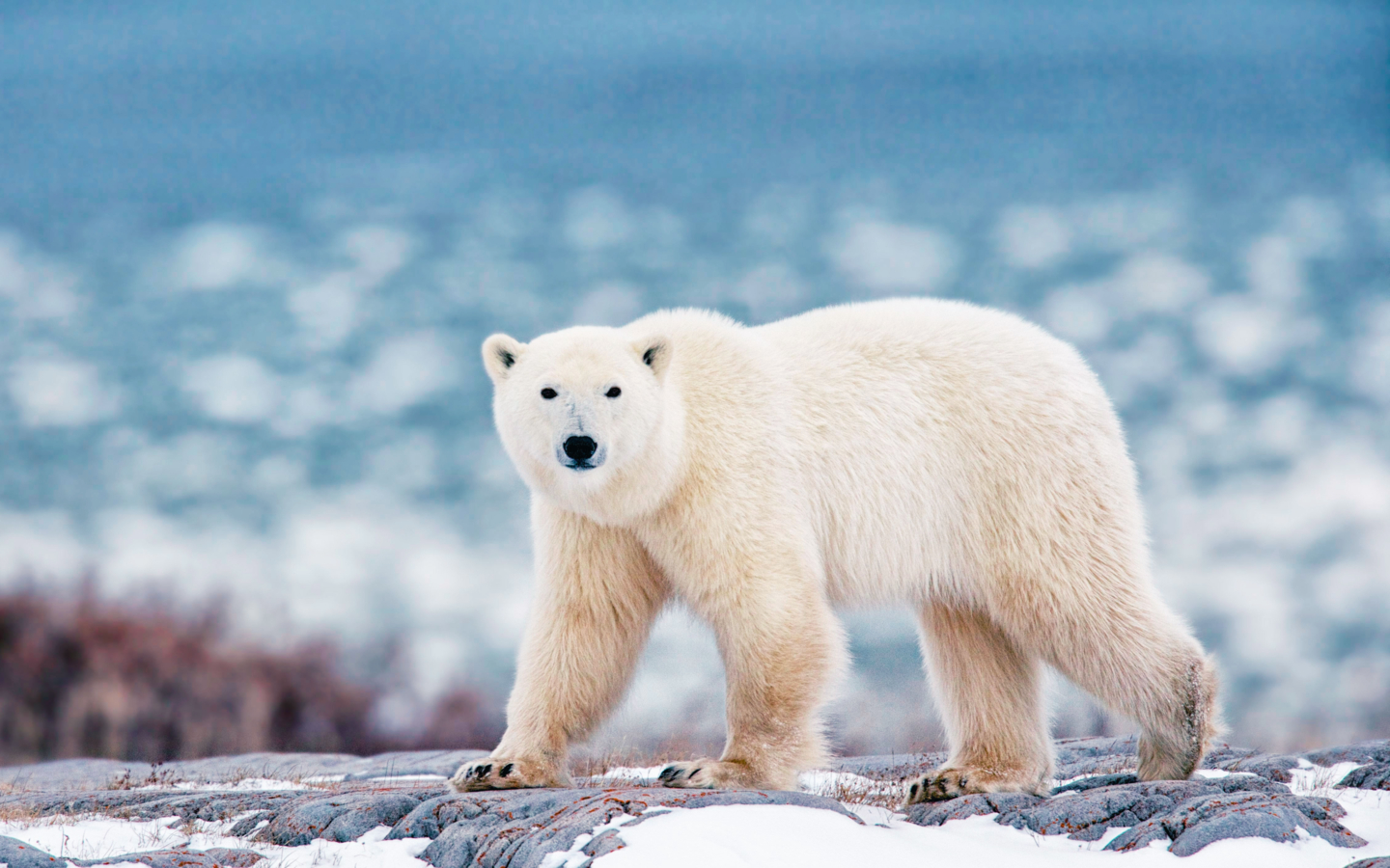 Observer la faune sauvage de la région du Manitoba | Evaneos
