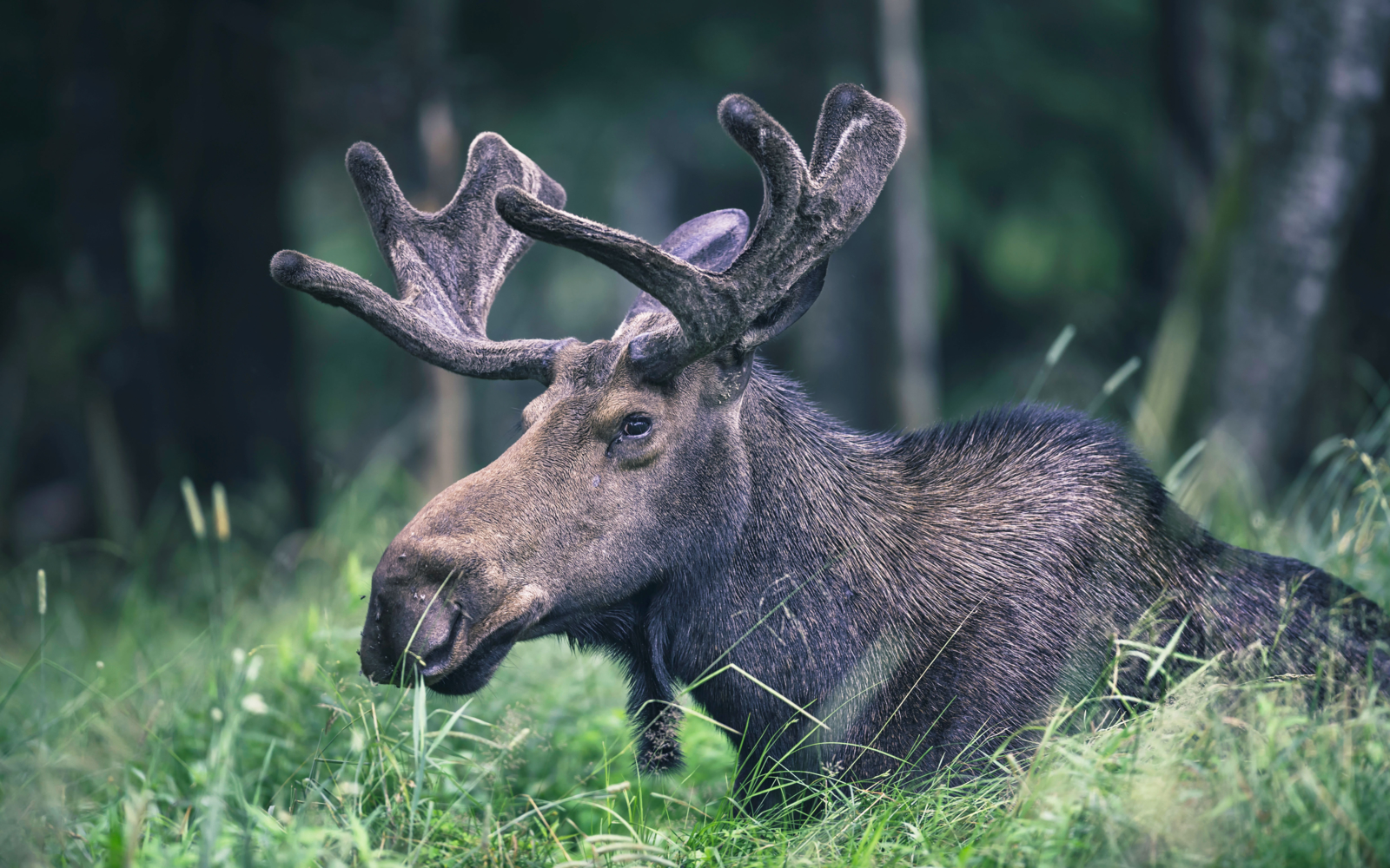 Partir à la recherche des animaux emblématiques du Canada | Evaneos