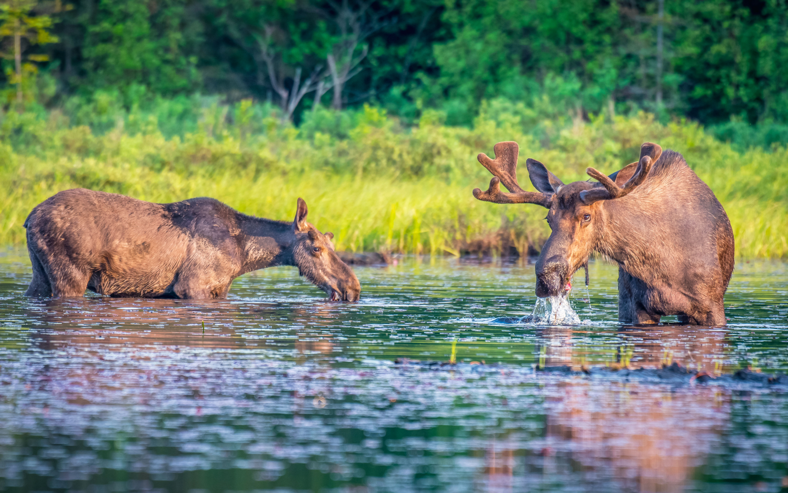 Partir à la recherche des animaux emblématiques du Canada | Evaneos