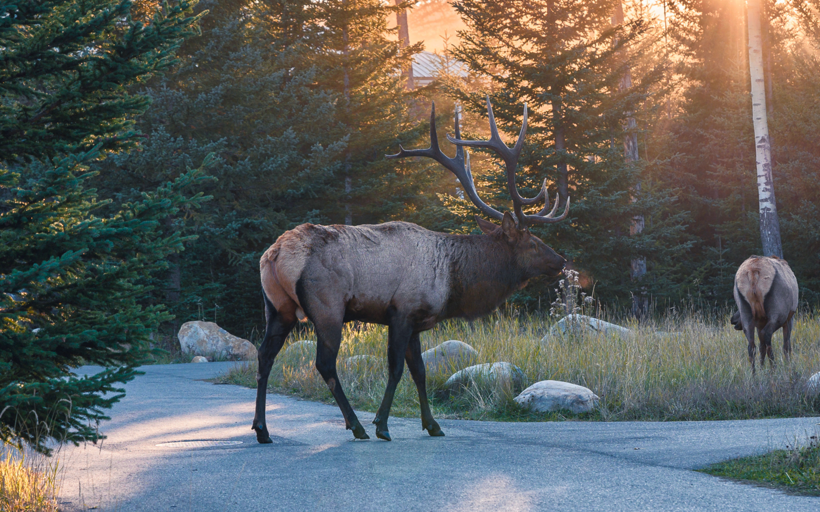 Observer la faune sauvage de la région du Manitoba | Evaneos