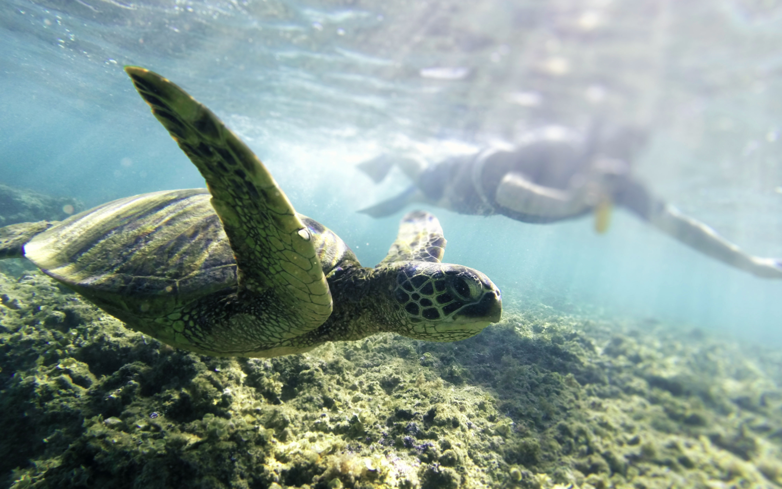Partir à la rencontre des 200 000 espèces animales du Mexique | Evaneos