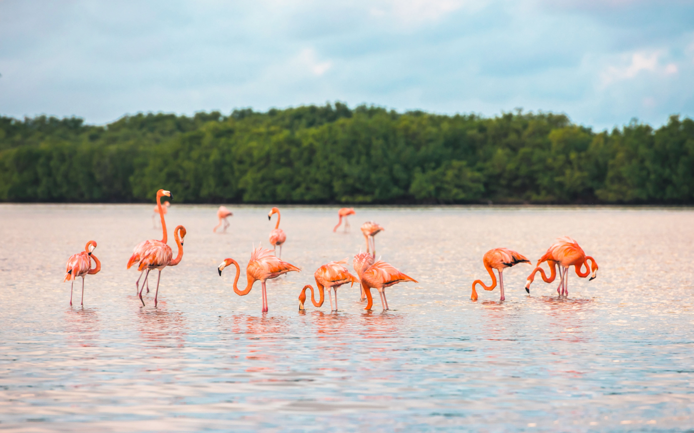 Ammirare la fauna e le saline rosa della Riserva di Río Lagartos | Evaneos