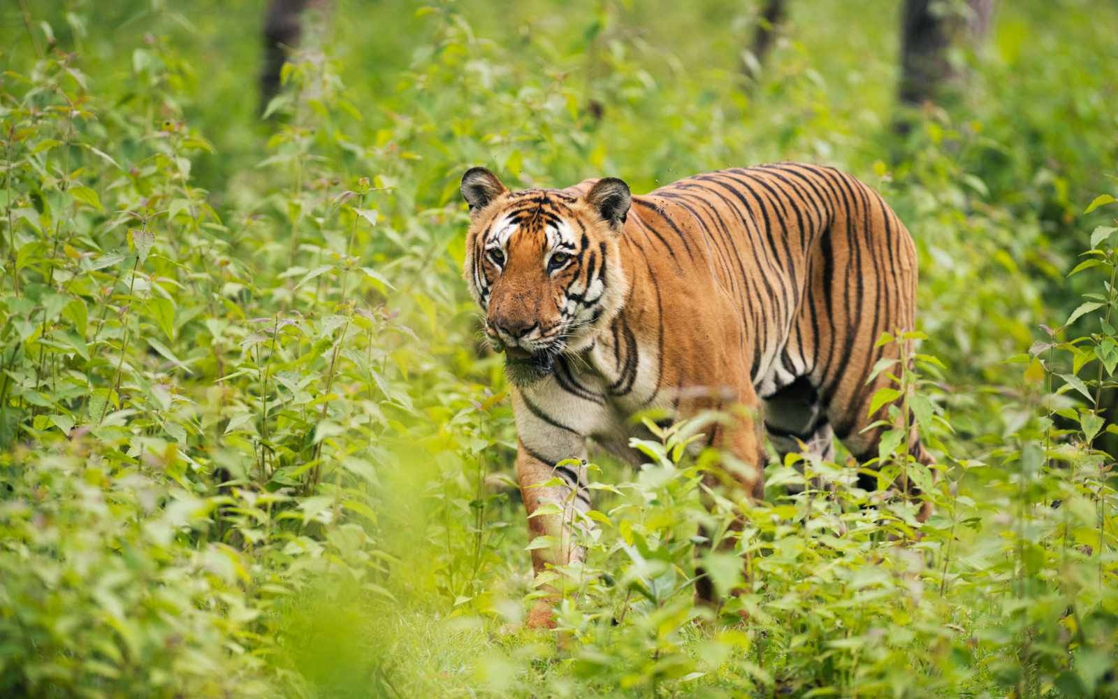 Partir en quête du fameux tigre du Bengale dans les parcs nationaux ...