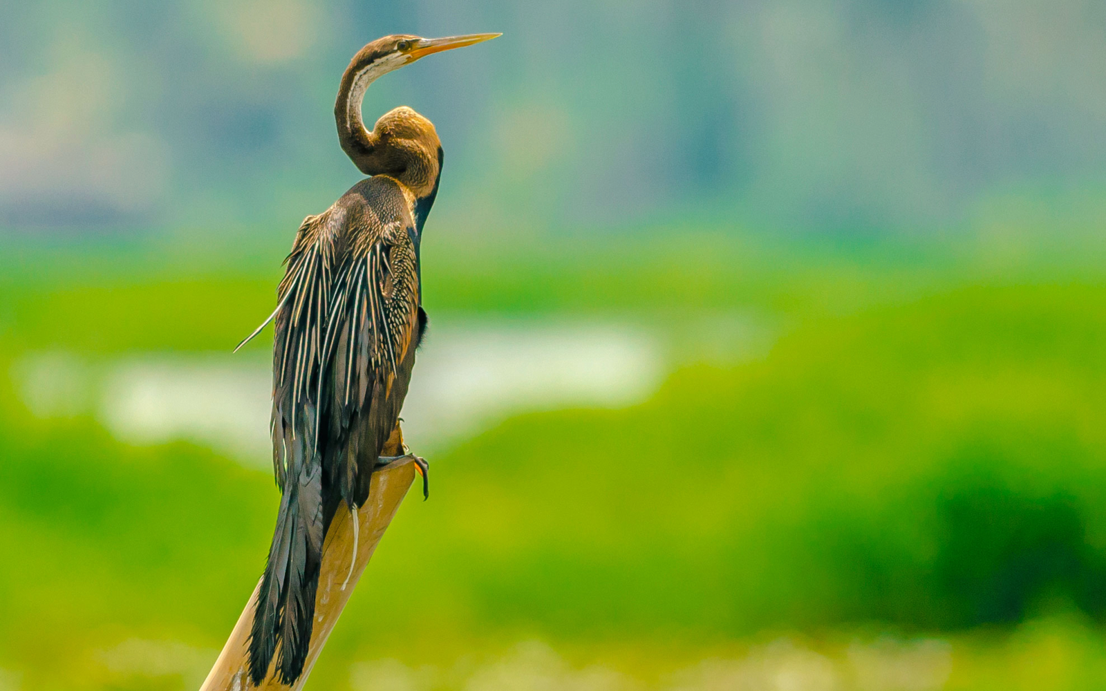 Die Vögel Südindiens entdecken | Evaneos