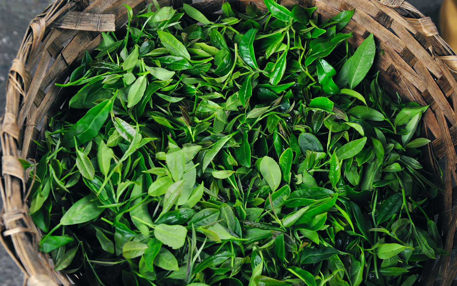 Immergersi nella cultura del tè indiano | Evaneos