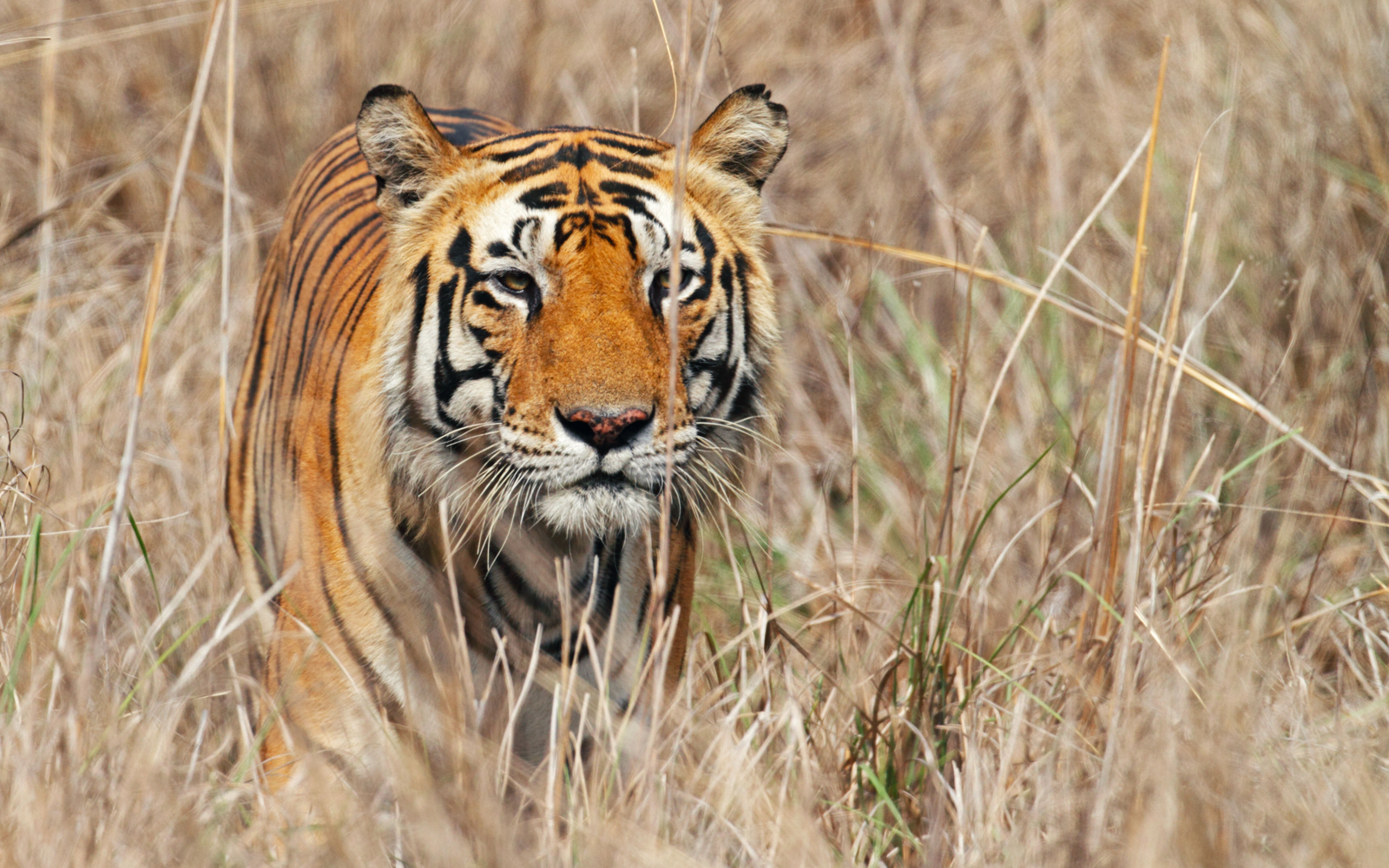 Partir en quête du fameux tigre du Bengale dans les parcs nationaux ...