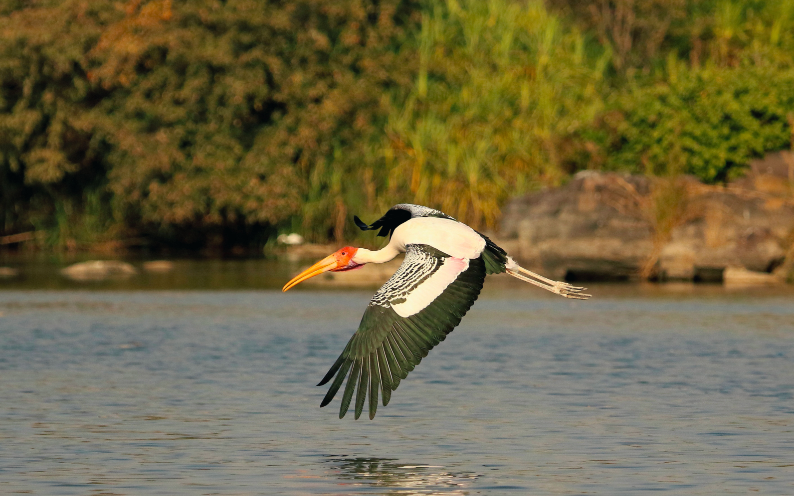Die Vögel Südindiens entdecken | Evaneos