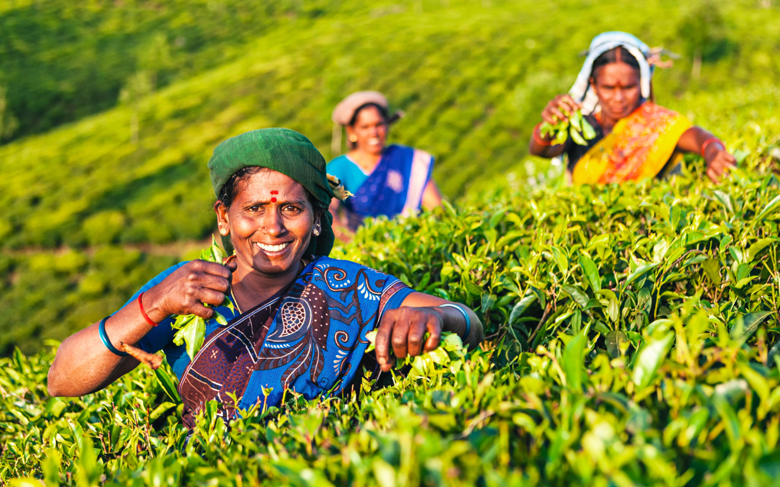 Sumergirse en el cultivo del té indio | Evaneos