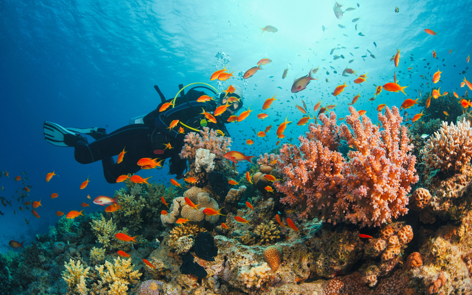 Admirer la beauté des fonds marins jordaniens de la mer Rouge | Evaneos
