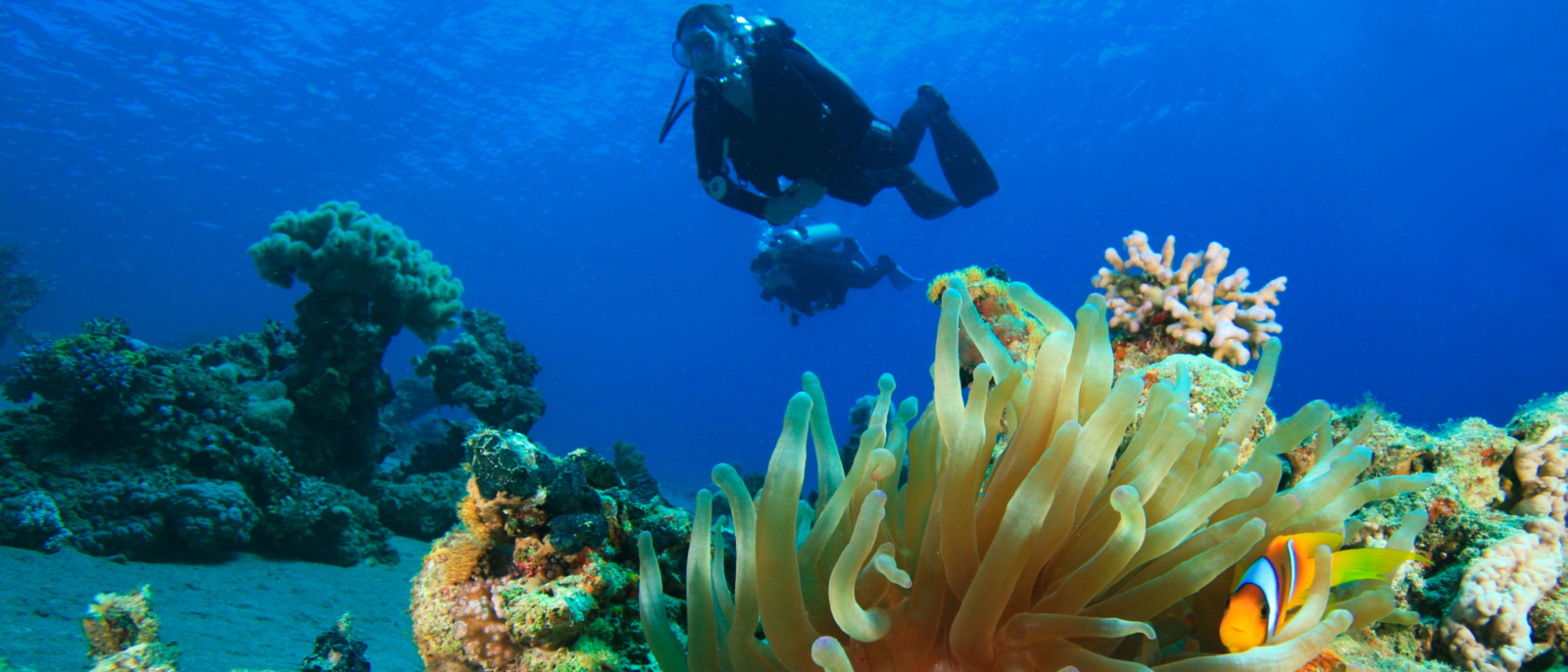 Admirer la beauté des fonds marins jordaniens de la mer Rouge | Evaneos