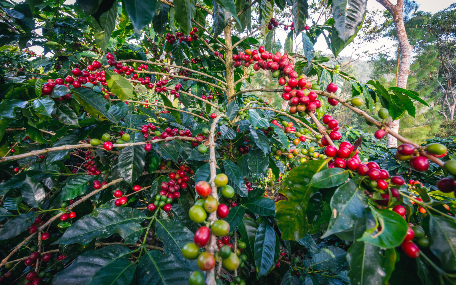 Percorrere le piantagioni di caffè e di cacao del Perù | Evaneos