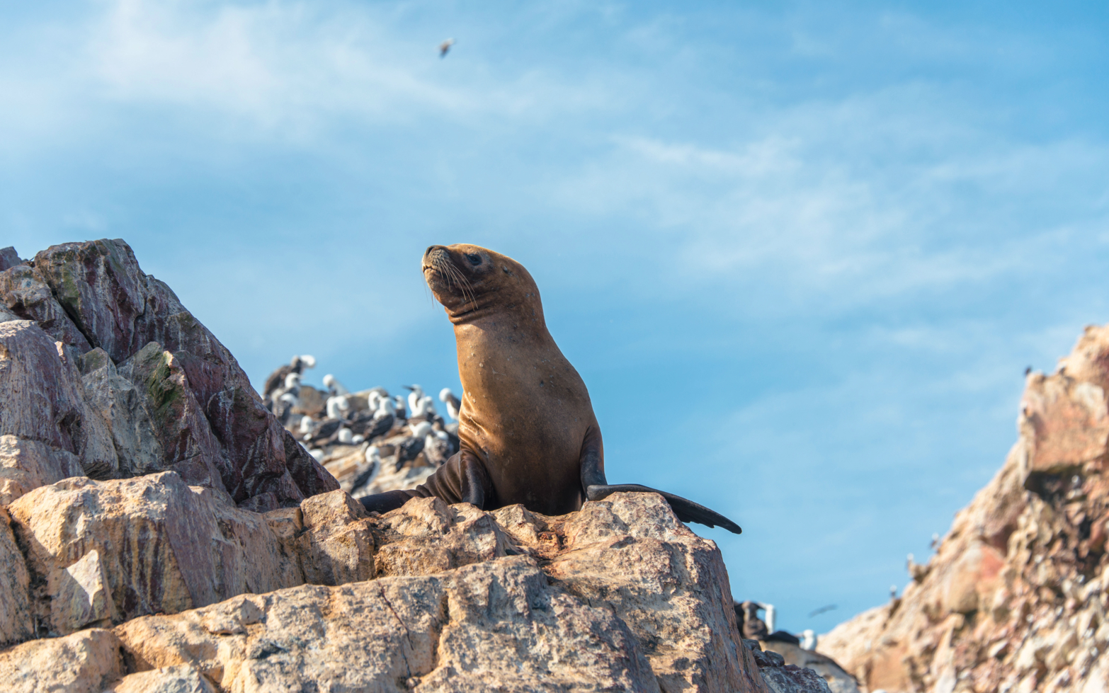 Approcher les nombreux animaux du Pérou | Evaneos
