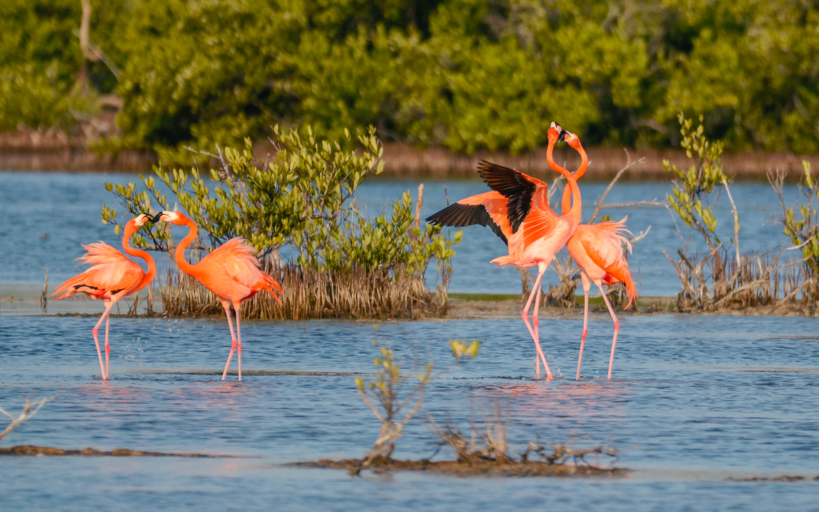 Explorer le marais de Zapata à la découverte de sa faune | Evaneos